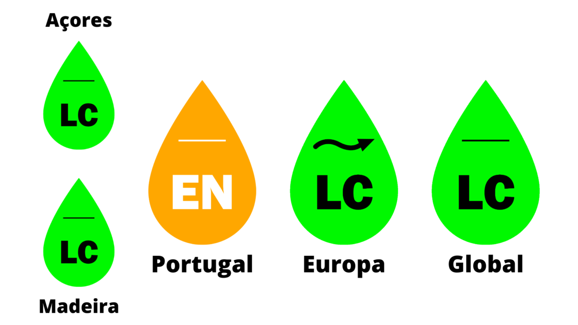 Cagarra-do-atlântico (Calonectris borealis) – Aves de Portugal