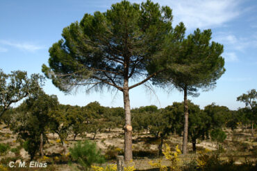 Coruche – Aves de Portugal