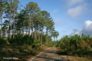 Pinhal de Leiria – Aves de Portugal